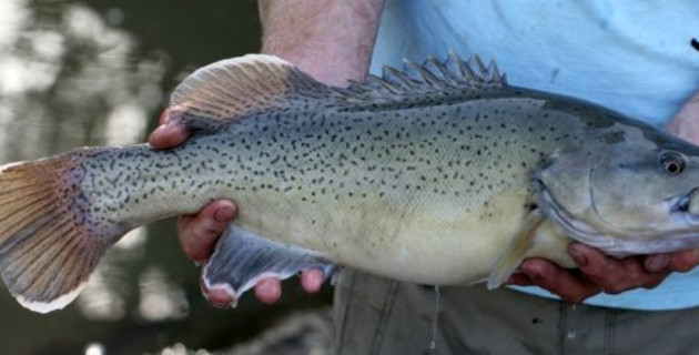 Trout cod reintroduced to Ovens River - Fishing World