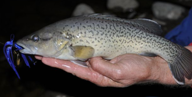 Pipeline proposal endangers trout cod comeback - Fishing World