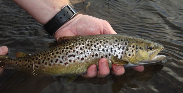 Ballarat Fishing Festival returns - Fishing World