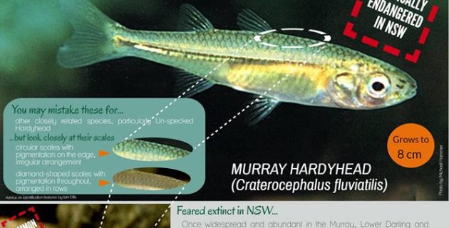 Reward for sighting threatened fish - Fishing World