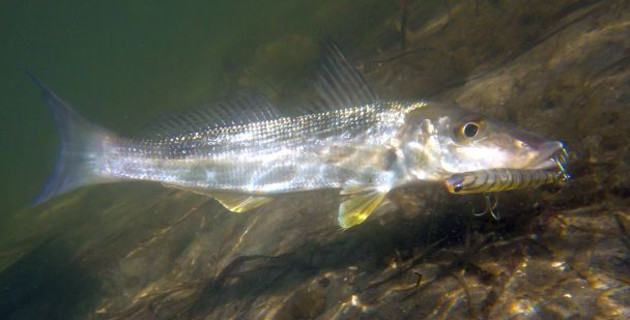 Top Water Whiting! - Fishing World