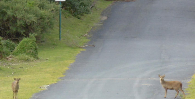 Wilsons Promontory hog deer cull a success - Sporting Shooter