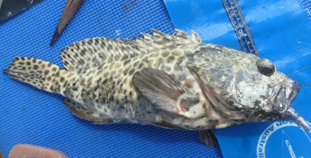 FISH FACTS: Wire netting cods - Fishing World