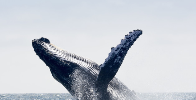 Bionic profiling delivers peak efficiency - Climate Control News