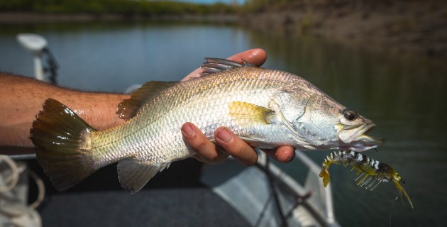 Fish farmers: buy Australian-grown barramundi - Fishing World
