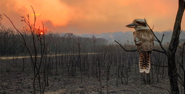 'Iconic' bushfire shot takes out Sony World Photo Award for Australia ...