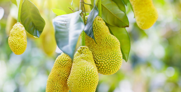 $1m project to scale local jackfruit industry - Food & Drink Business