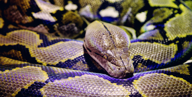 New breed of snake named after Leonardo DiCaprio - Great Walks