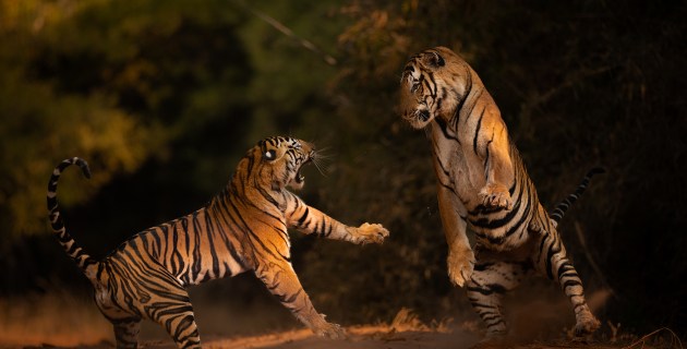 Remembering Tigers book launches with powerful shots of big cats ...
