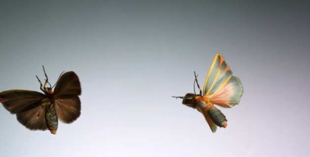 Amazing slow motion video of insects captured at 3,200fps - Capture ...