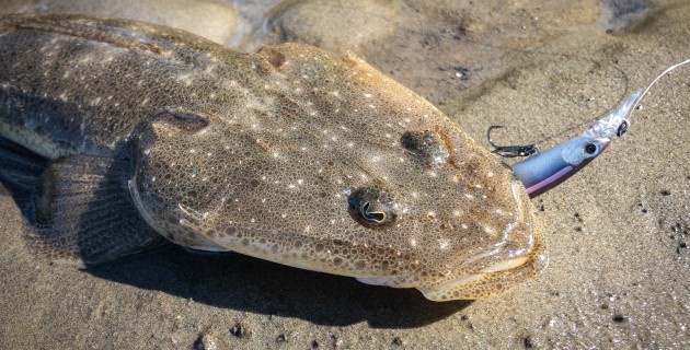 Flathead fishing tips - Fishing World