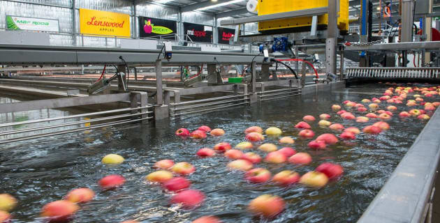 Adelaide apple producer makes $5m sorting and packing investment - PKN ...