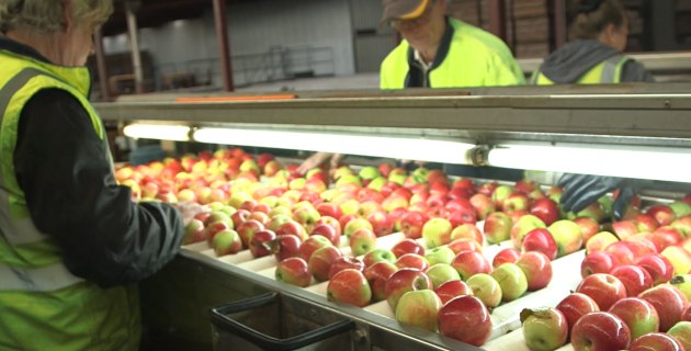 How one man helped rescue Australia's apple industry - Food & Drink ...