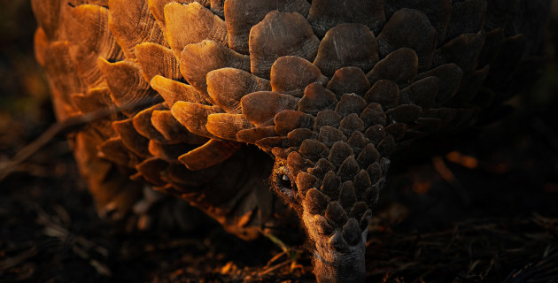 Remembering Wildlife launches 10th book to help save pangolins ...