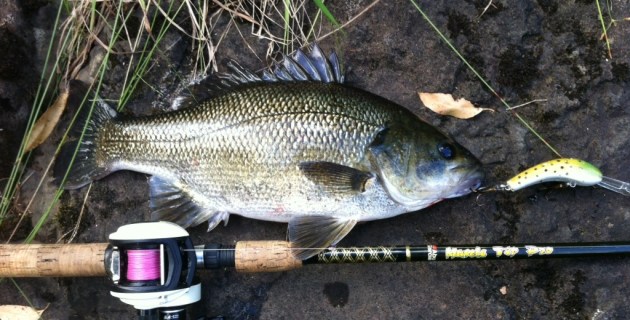 Australian bass open in NSW and Queensland - Fishing World