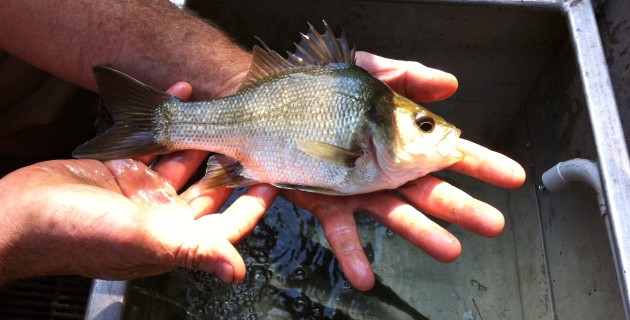 ARI fish surveys in Gippsland, Vic - Fishing World