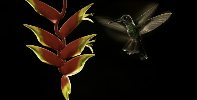 Behind the lens with bird photographer Greg Basco - Australian Photography