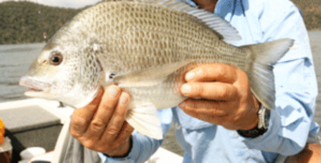 Bait tips for big bream - Fishing World
