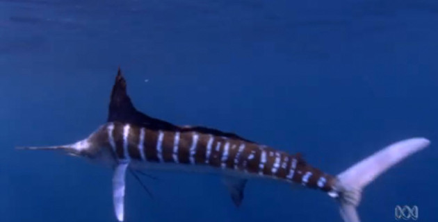 DOCO: Secrets of the fastest pedator of the sea - billfish - Fishing World