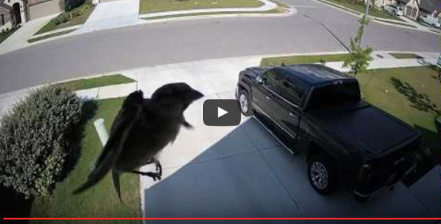 Video: syncing a camera’s frame rate to the wings of a bird ...