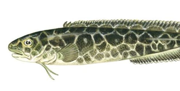 Blackfish numbers on the increase in 2018 - Fishing World