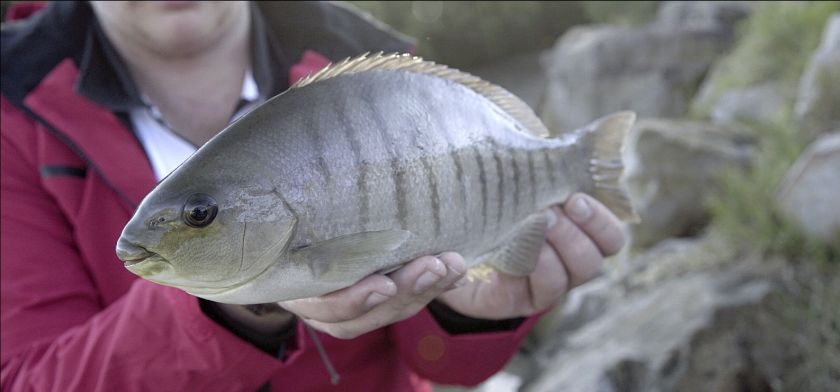 FISH FACTS: Luderick in Marine Parks - Fishing World