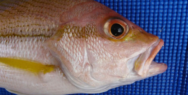 Fish Facts: Hussars - Fishing World