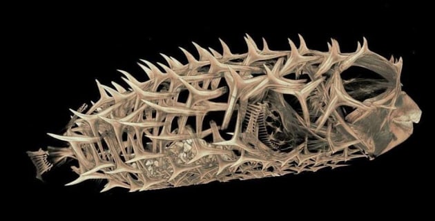 Scan All Fishes Project - Fishing World