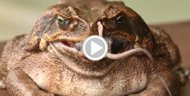 Cane Toads vs 22LR - 1000 frames per second - Sporting Shooter