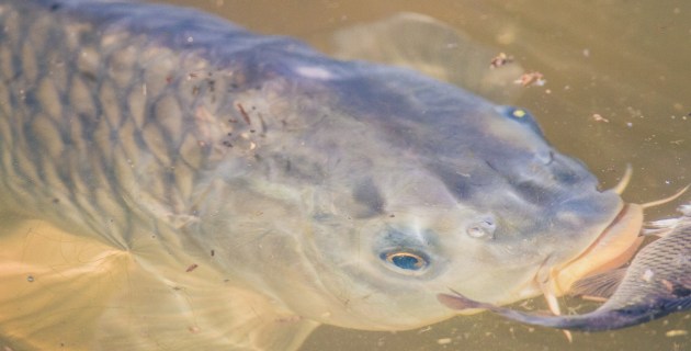 Carp orgies, herpes and the smell of rotten fish - Fishing World