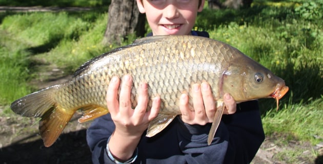 Research forms part of the National Carp Control Plan process - Fishing ...