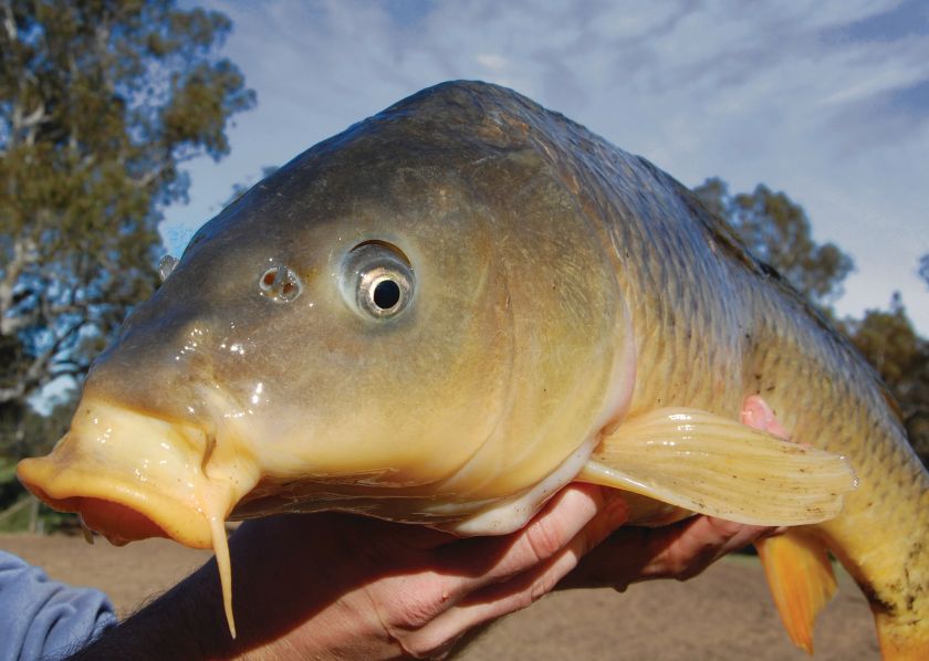 Carp virus release only the first step in native fish recovery ...