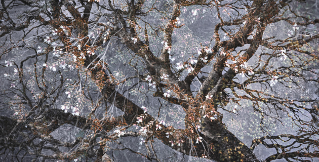 Tales from the Trees of Old brings Tasmania’s endangered forests to the ...