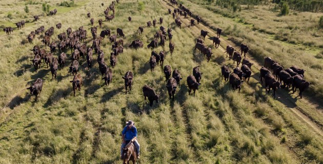 Cleaver’s Organic Meat hits the right tasting notes - Food & Drink Business