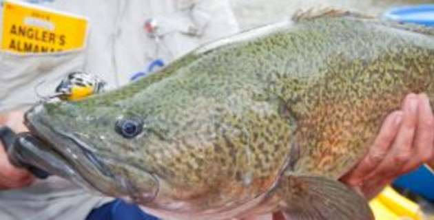 Cod Country image gallery - Fishing World