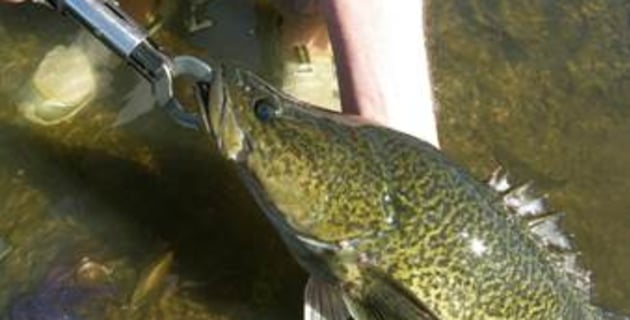 Freshwater cod season closes from September in Queensland - Fishing World
