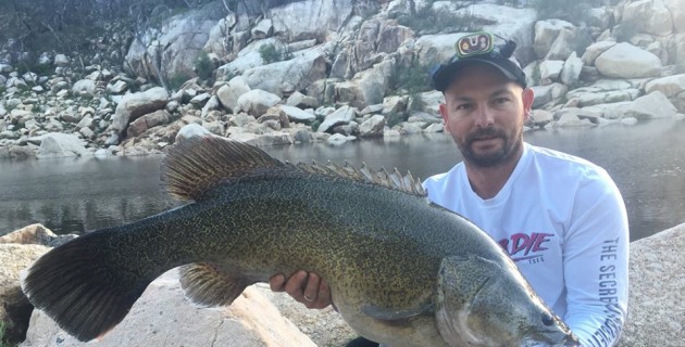 Vic and NSW Murray cod season opens this Friday! - Fishing World