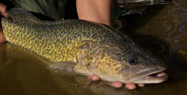 Tagged Murray cod recaptured five times - Fishing World