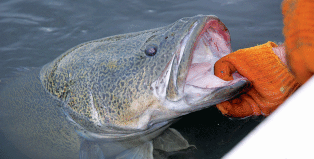 Japanese Murray cod - Fishing World