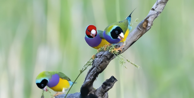 Profile: Col Roberts - Australian Photography