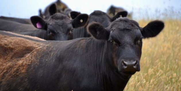 MLA snapshot: Australia poised to service global demand - Food & Drink ...