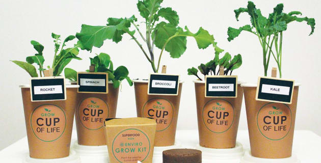The coffee cup that becomes a plant - PKN Packaging News