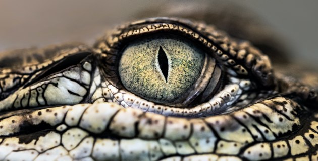 NT government unveils new saltwater crocodile management plan - Great Walks