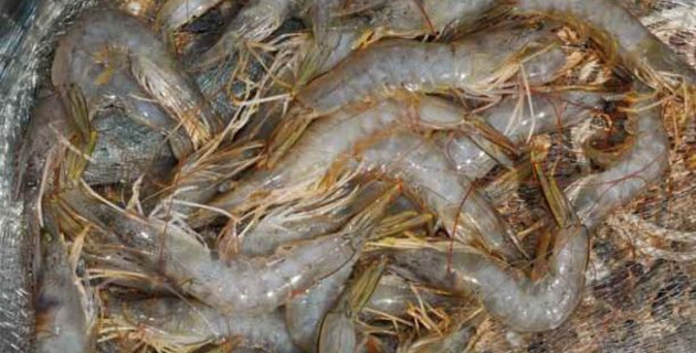 Perth prawn project - Fishing World