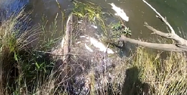 Fish kill in Sydney bass creek - Fishing World