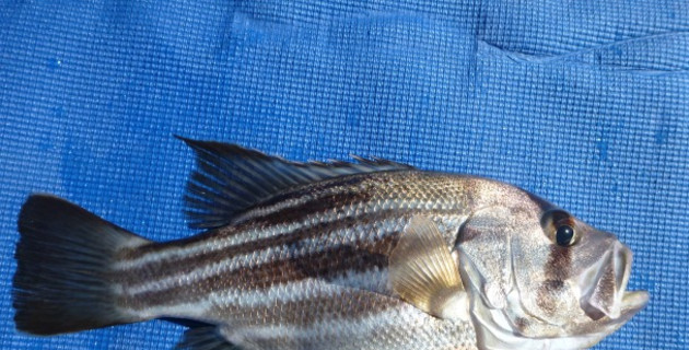 Fish Facts: WA dhufish - Fishing World