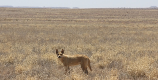 Snap Shots: Dingoes in, foxes out - Sporting Shooter