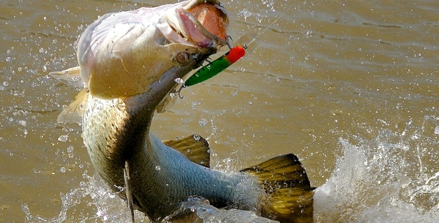 Top End launches Season 6 of Million Dollar Fish - Fishing World