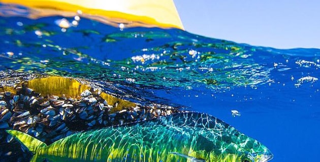 US anglers hook $1 million of cocaine - Fishing World