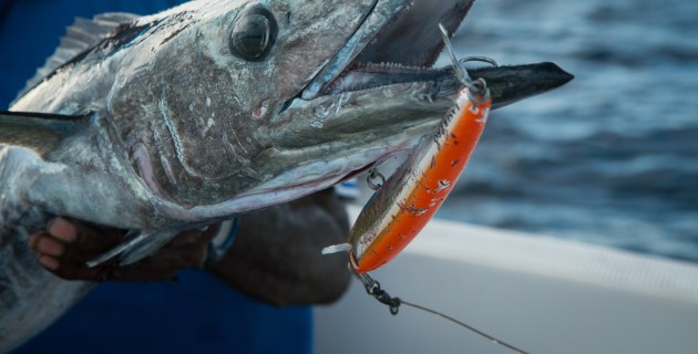 Bluewater hardbodies - Fishing World